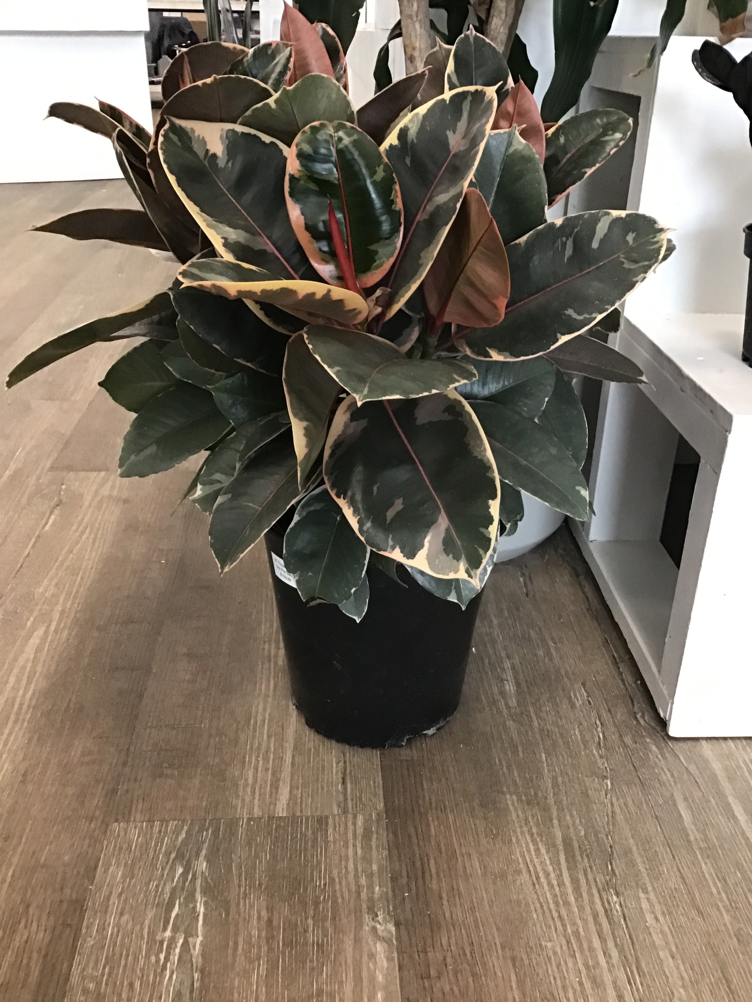 Ficus Robusta Ruby – wildflower.florist.sk