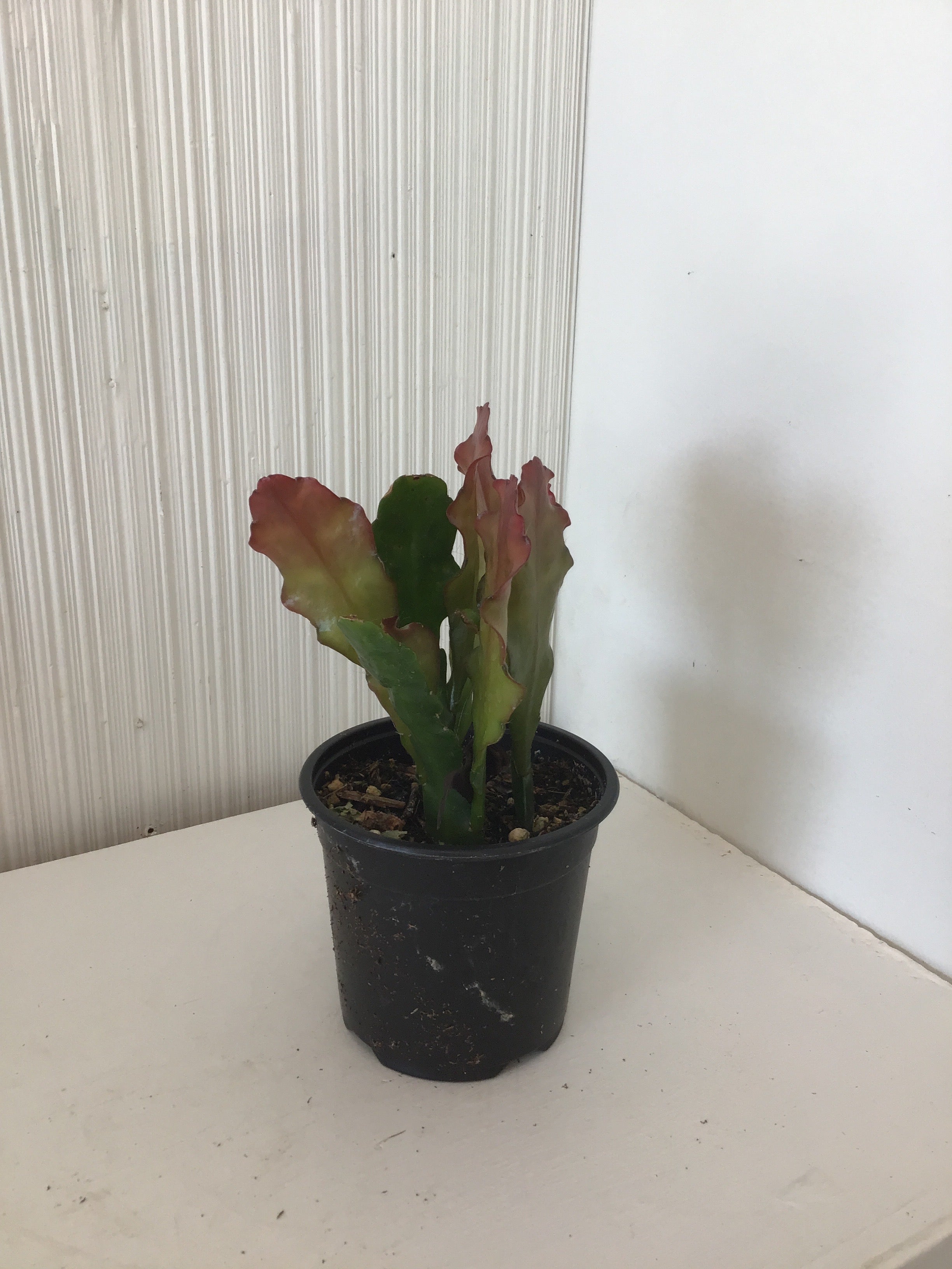 Fishbone Fire – wildflower.florist.sk