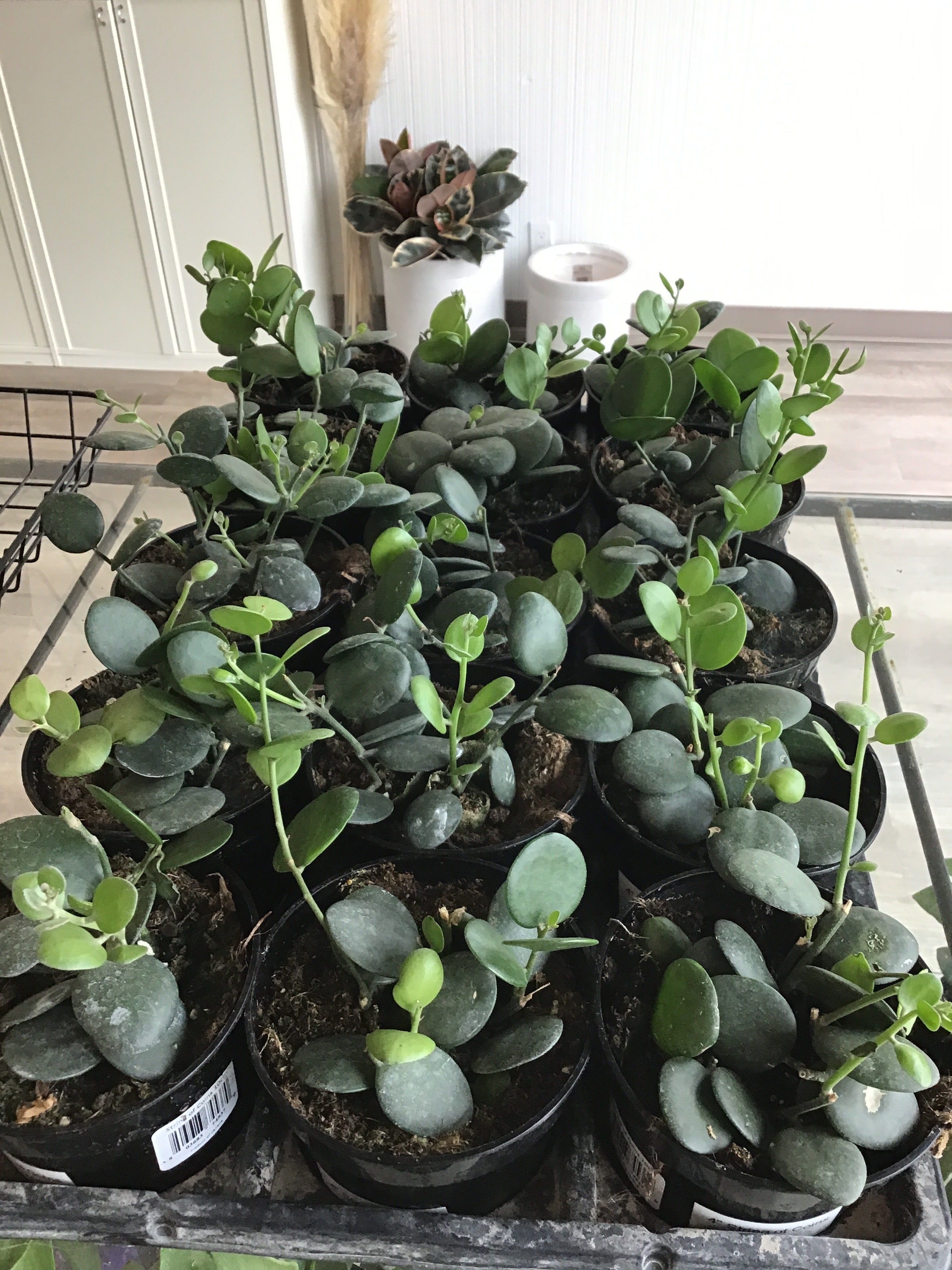 String of Coins – wildflower.florist.sk