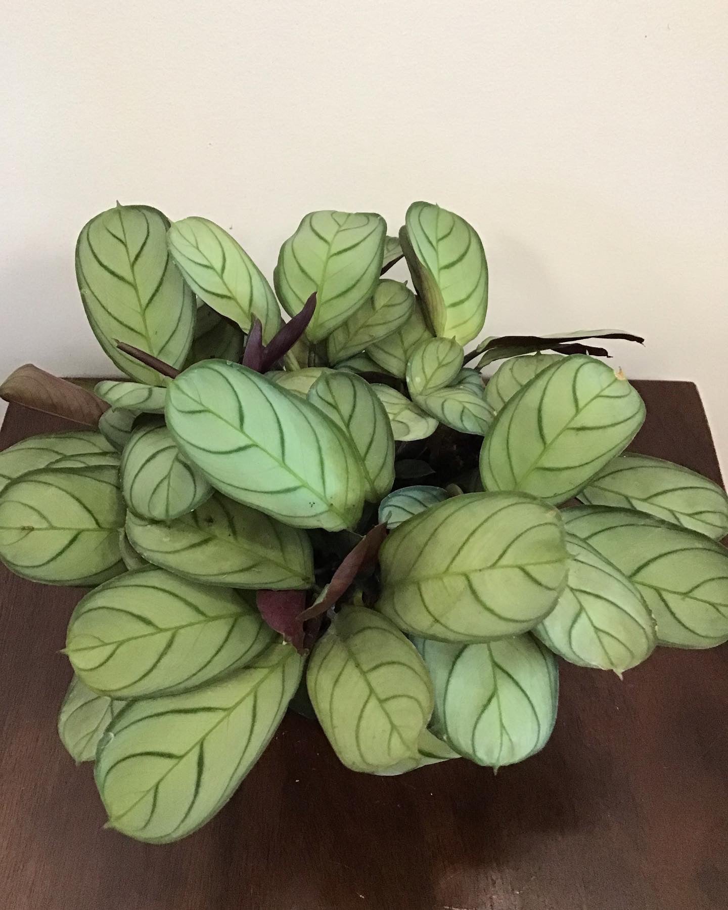House Plant Club – wildflower.florist.sk